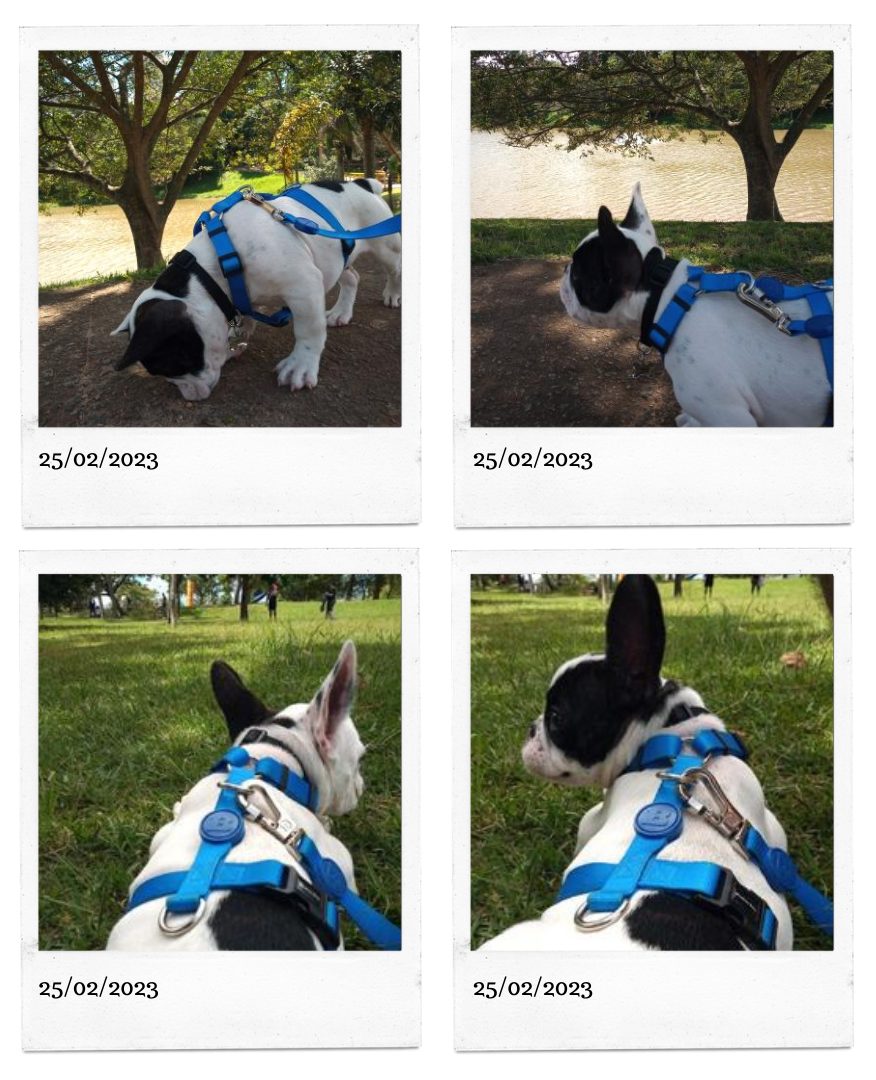 O Primeiro passeio do Haru | Brabus Dog